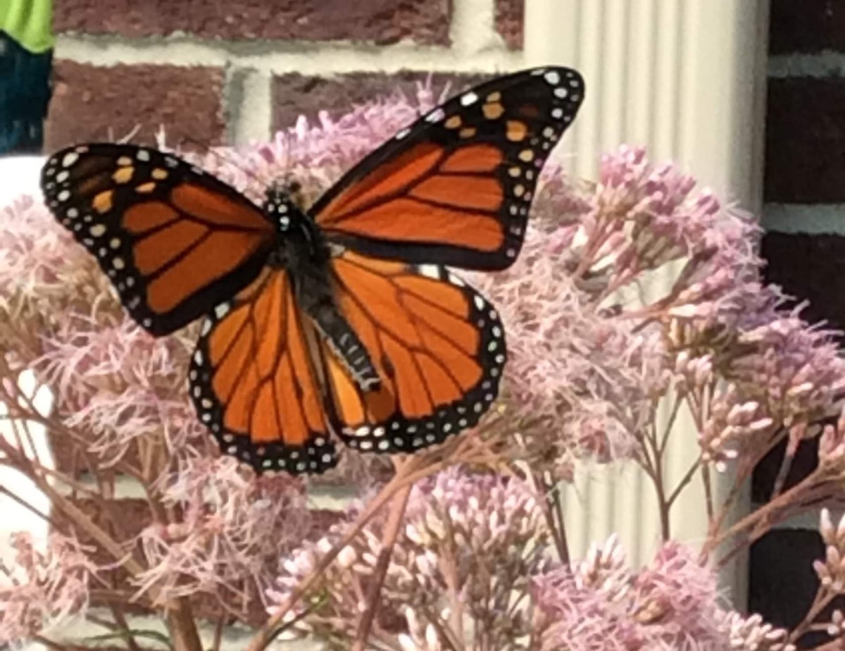 Bring Back the Monarchs – 2023 Update – Backyard Blooms Farm